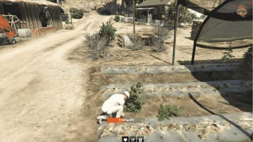 weed farm fivem Archives - FiveM Store